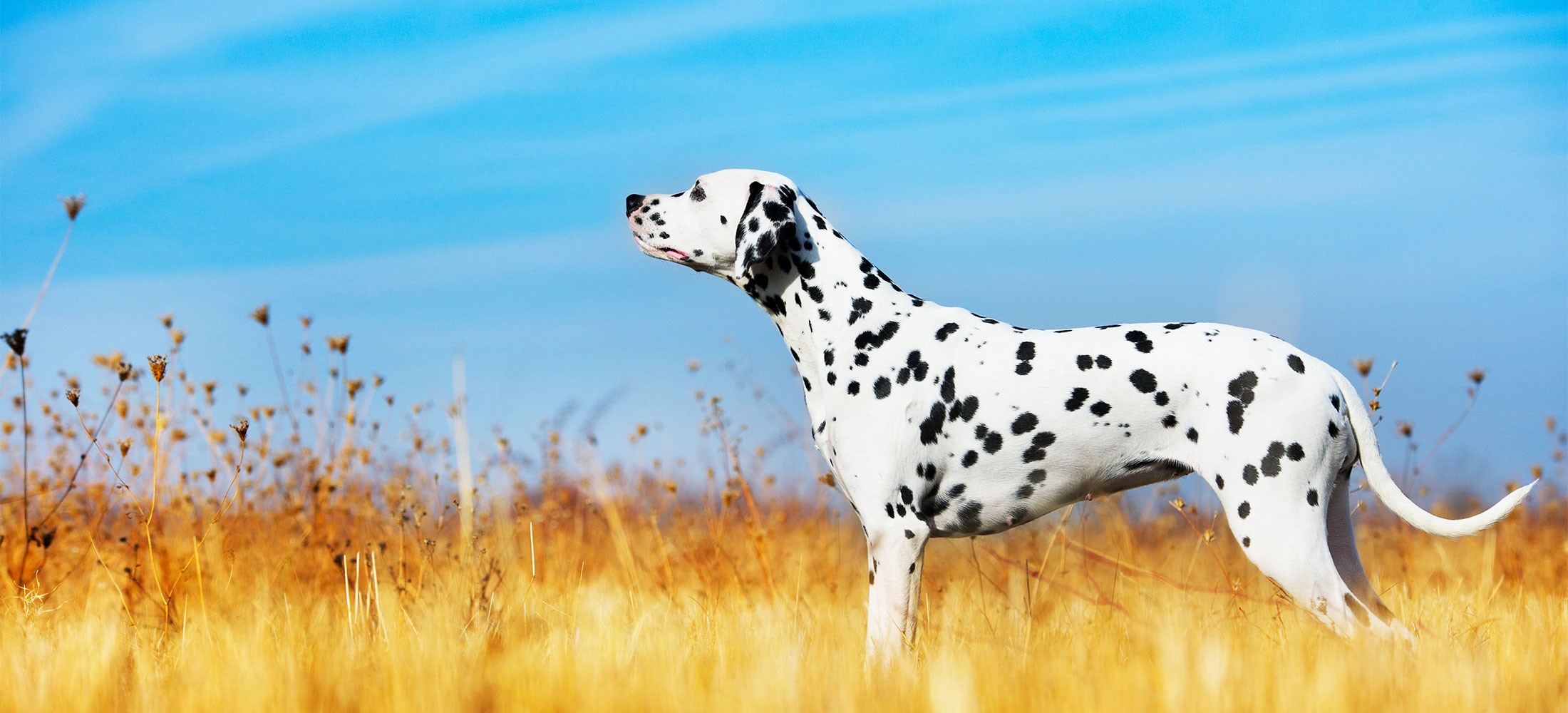 Microchipping Your Pet | Dix Hills Animal Hospital
